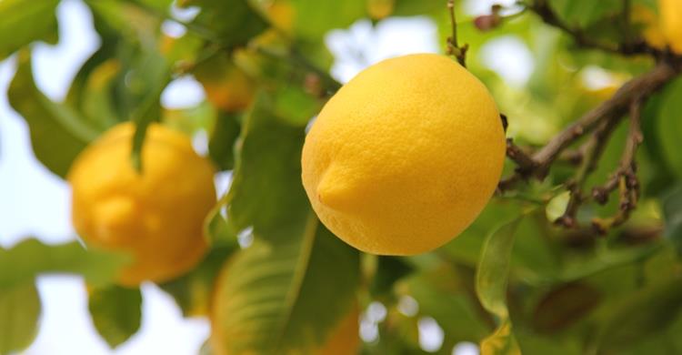 Why Brazilian Lemons Are Gaining Ground in Global Citrus Markets